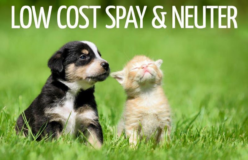 Experience The Hottest 8 Cat Adoption Center In Arlington TX experience-the-hottest-8-cat-adoption-center-in-arlington-tx